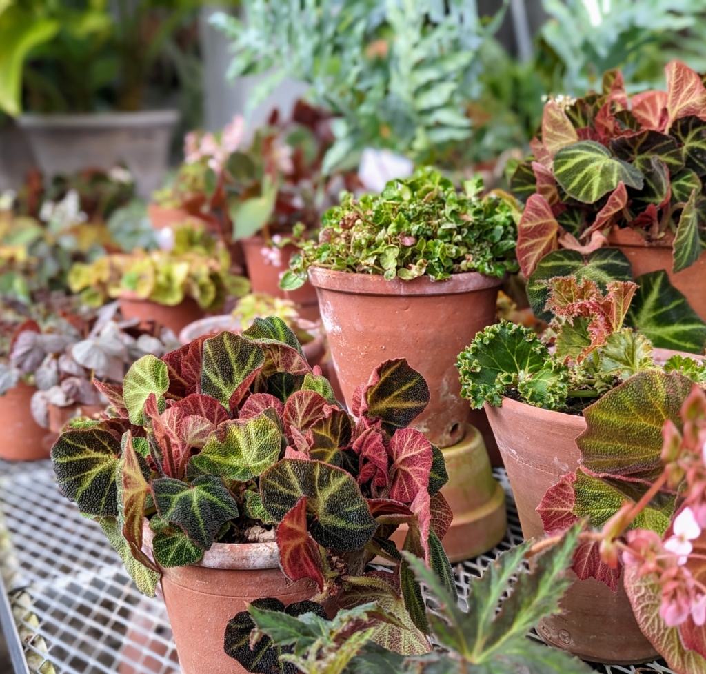 Begonias in My Greenhouse - The Martha Stewart Blog