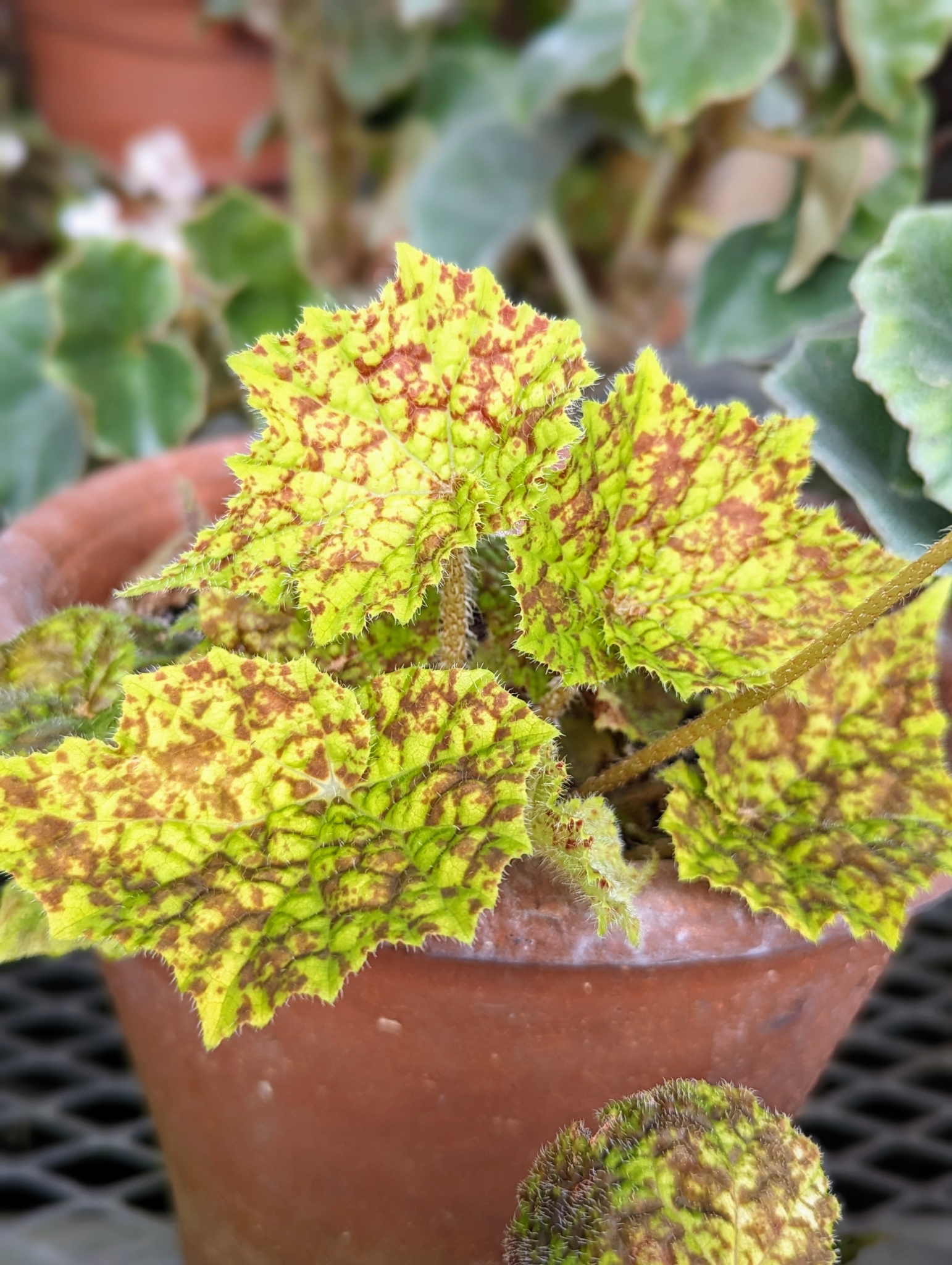 Begonias in My Greenhouse - The Martha Stewart Blog