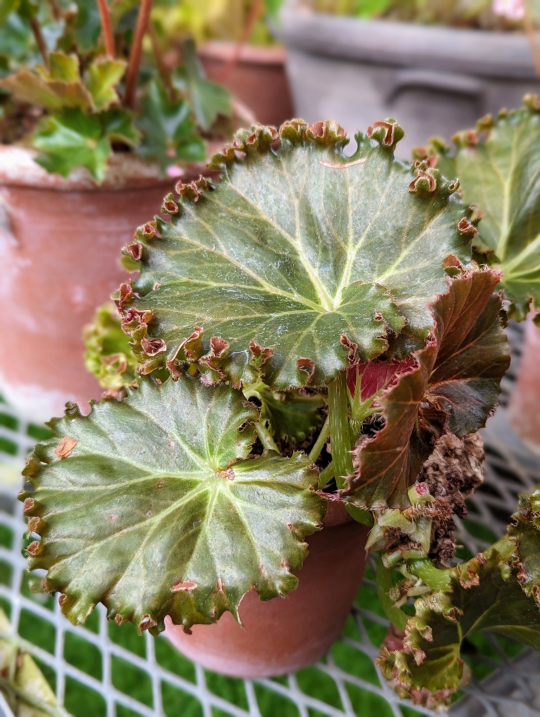 Begonias in My Greenhouse - The Martha Stewart Blog