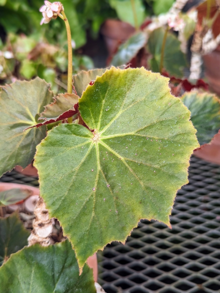 Begonias in My Greenhouse - The Martha Stewart Blog