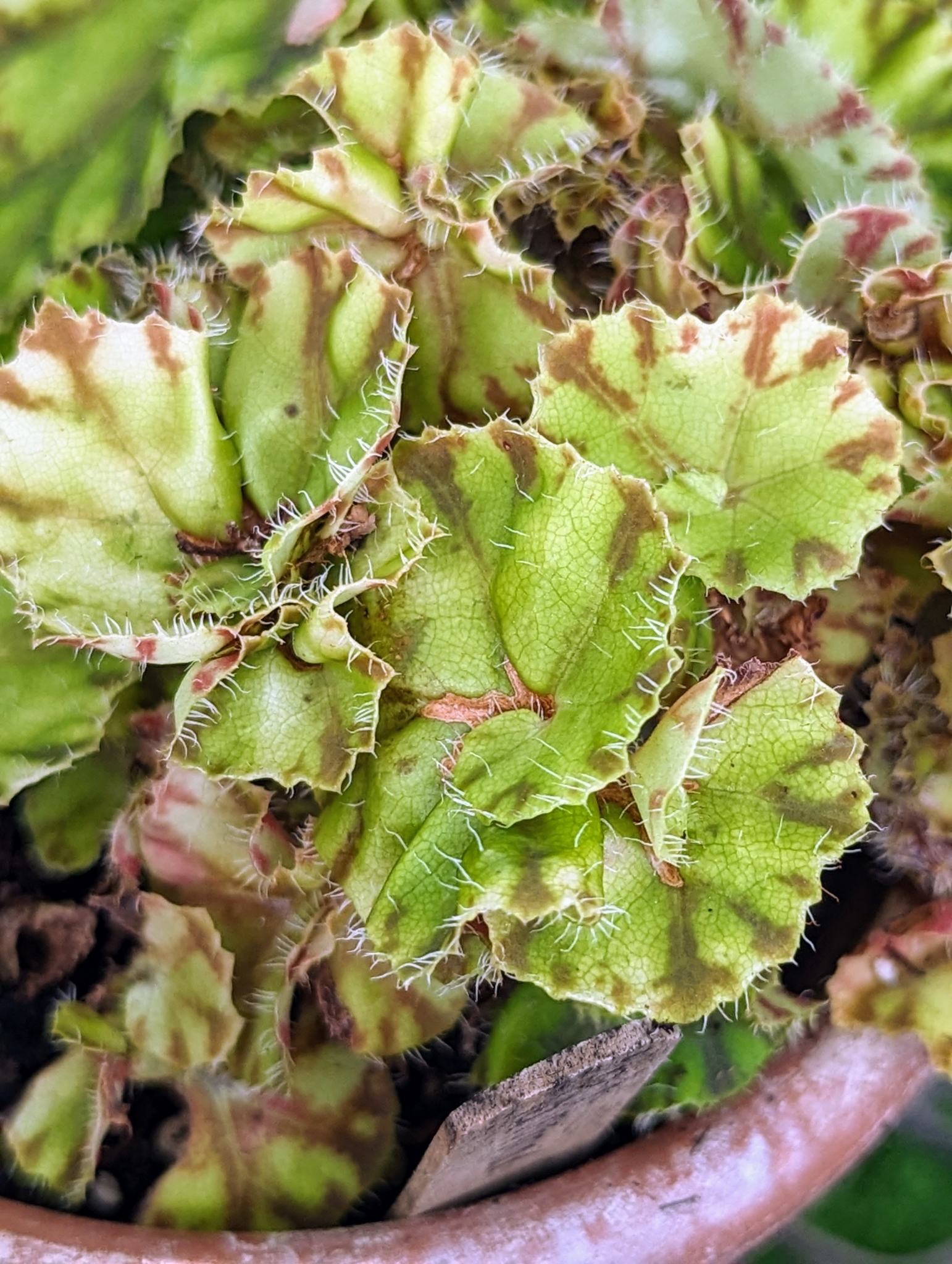 Begonias in My Greenhouse - The Martha Stewart Blog
