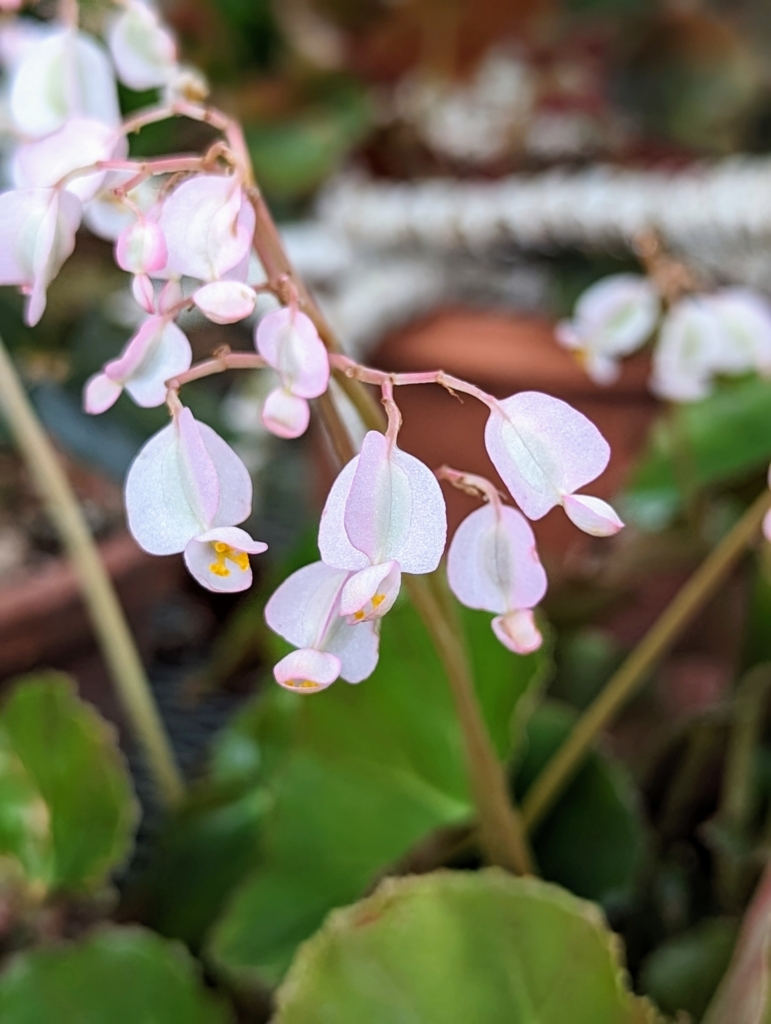 Begonias in My Greenhouse - The Martha Stewart Blog