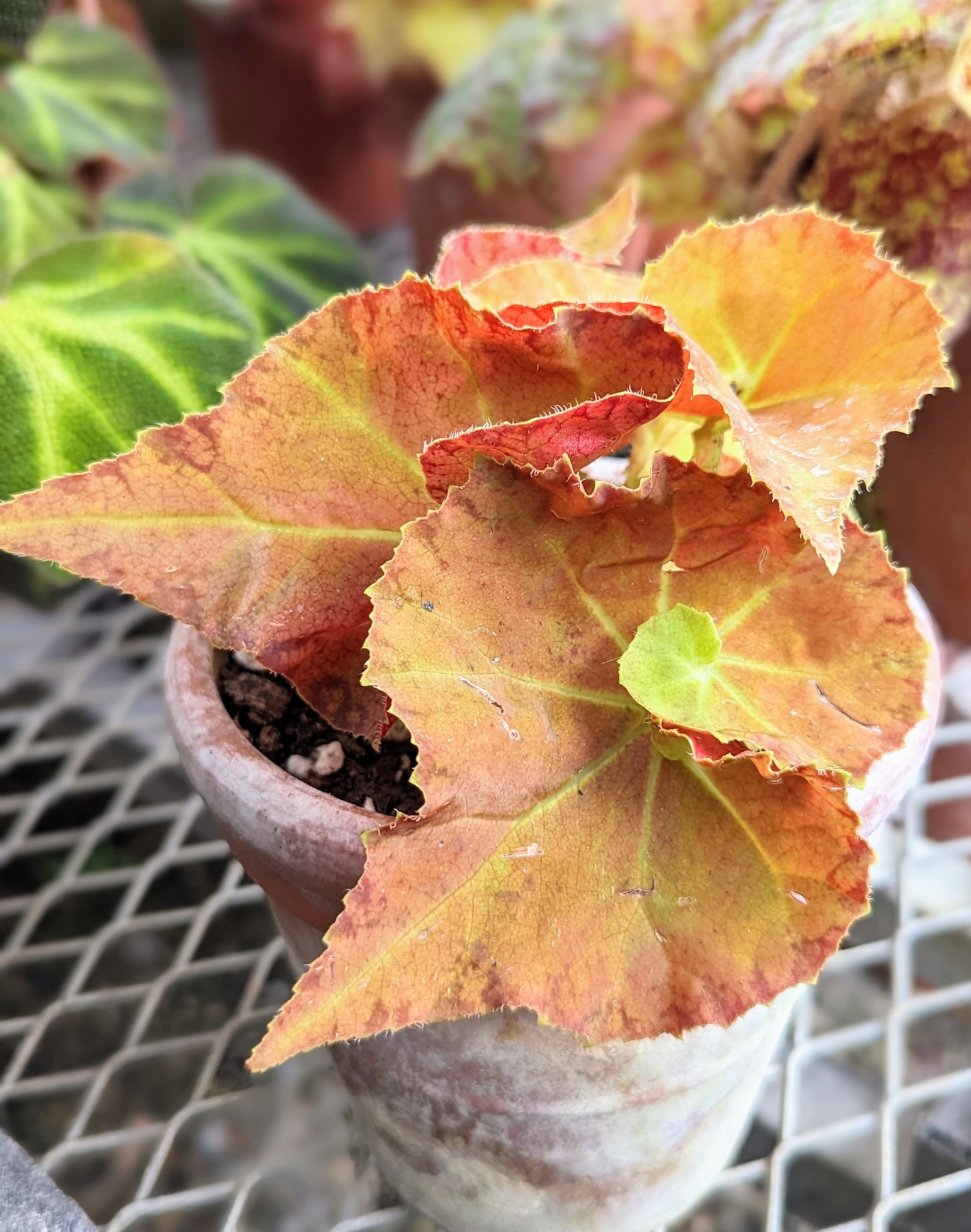 Begonias in My Greenhouse - The Martha Stewart Blog