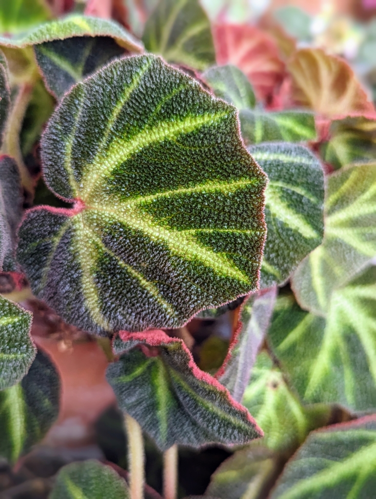 Begonias in My Greenhouse - The Martha Stewart Blog