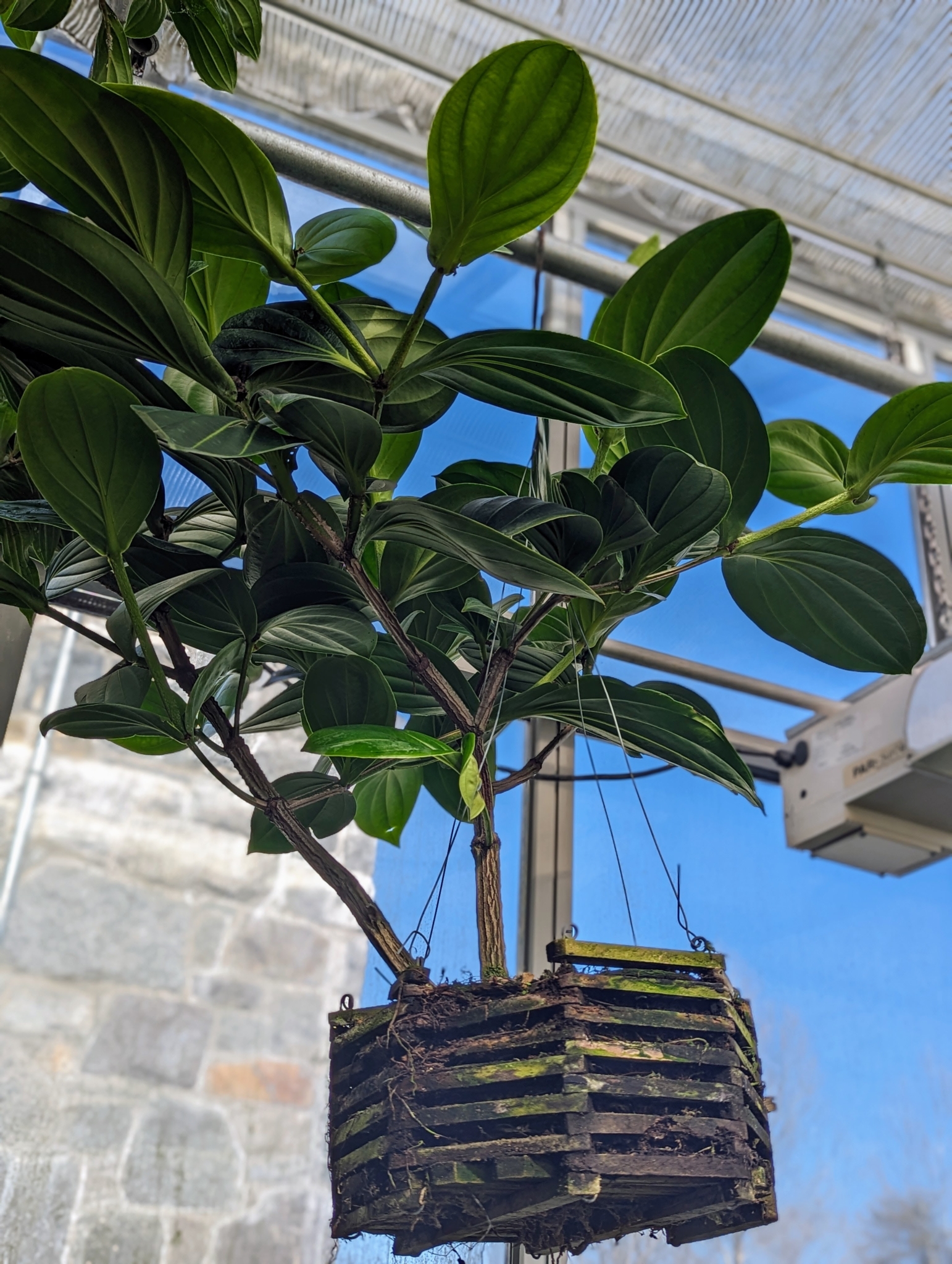 Tropical Plants from Excelsa Gardens - The Martha Stewart Blog