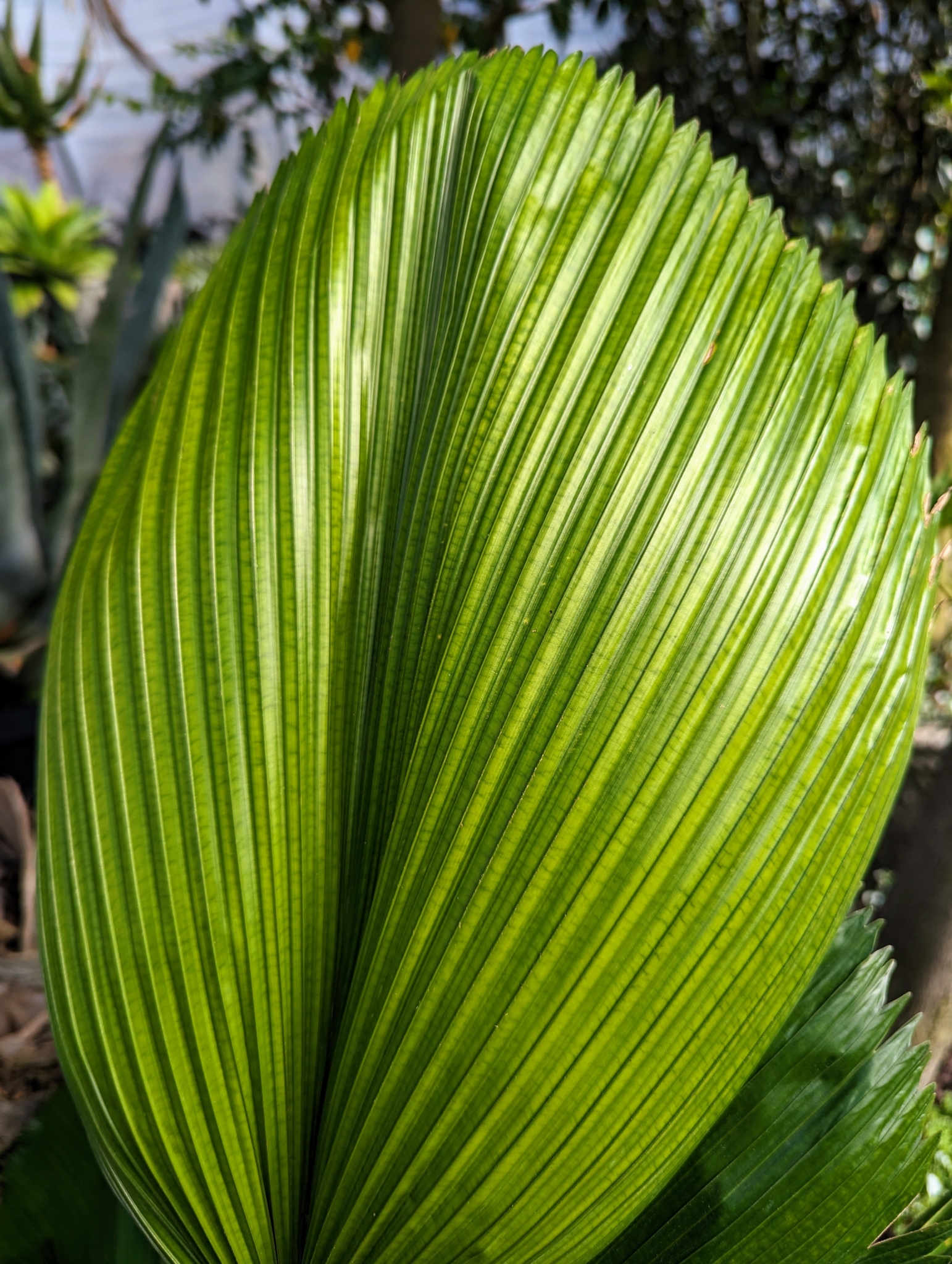 Tropical Plants from Excelsa Gardens - The Martha Stewart Blog