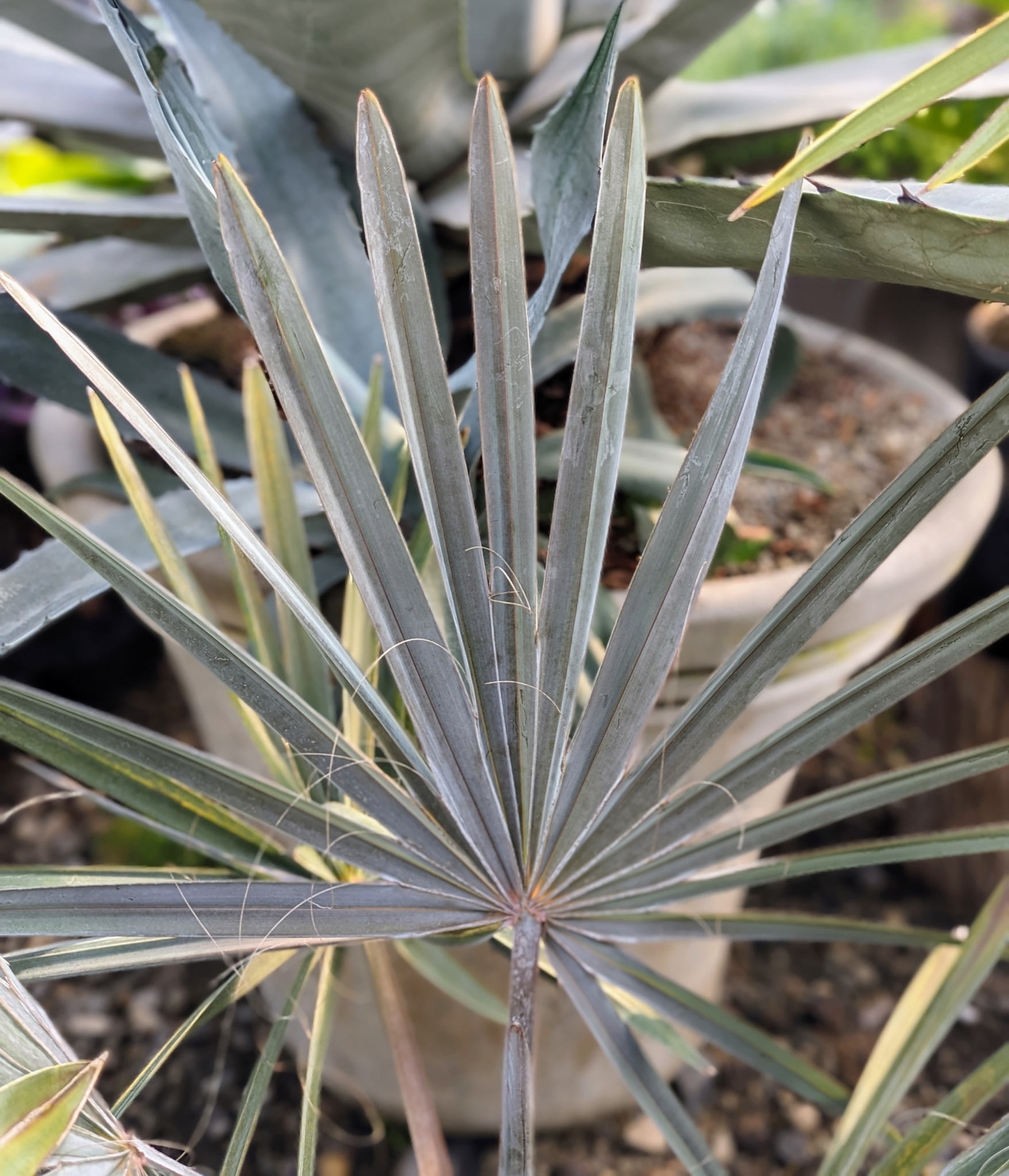 Tropical Plants from Excelsa Gardens - The Martha Stewart Blog