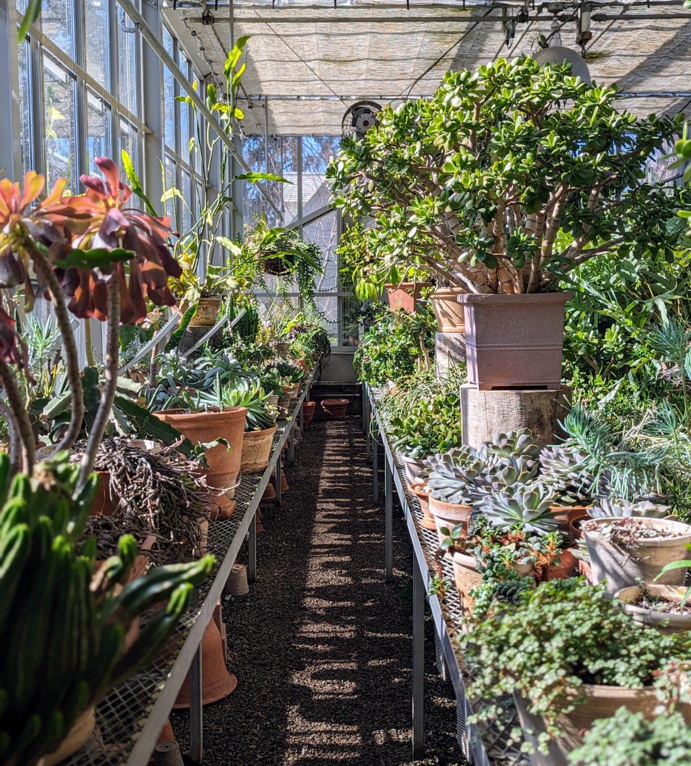 Tropical Plants from Excelsa Gardens - The Martha Stewart Blog