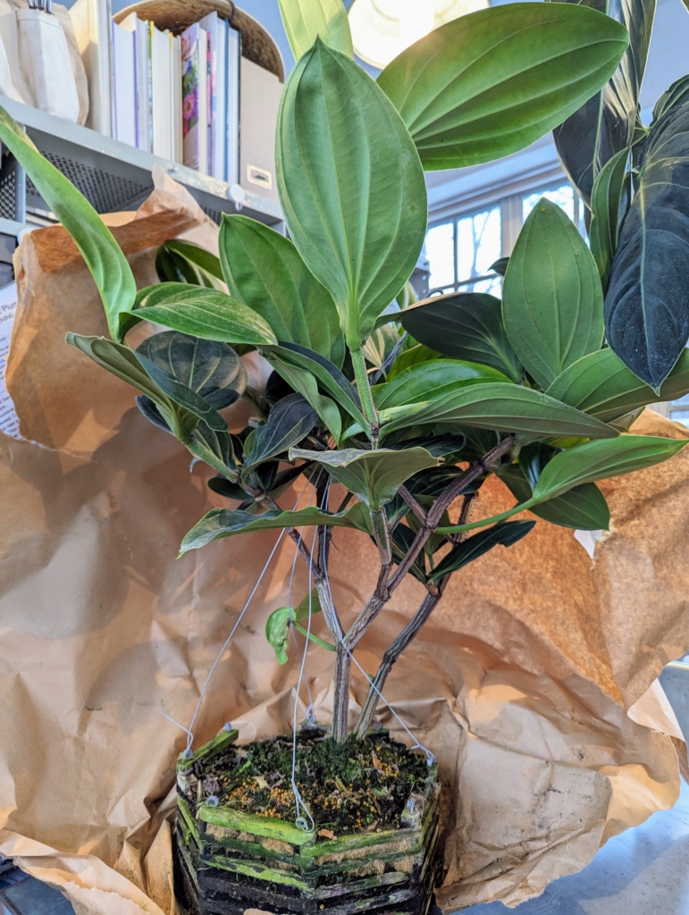 Tropical Plants from Excelsa Gardens - The Martha Stewart Blog