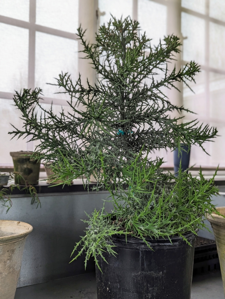 Tropical Plants from Excelsa Gardens - The Martha Stewart Blog