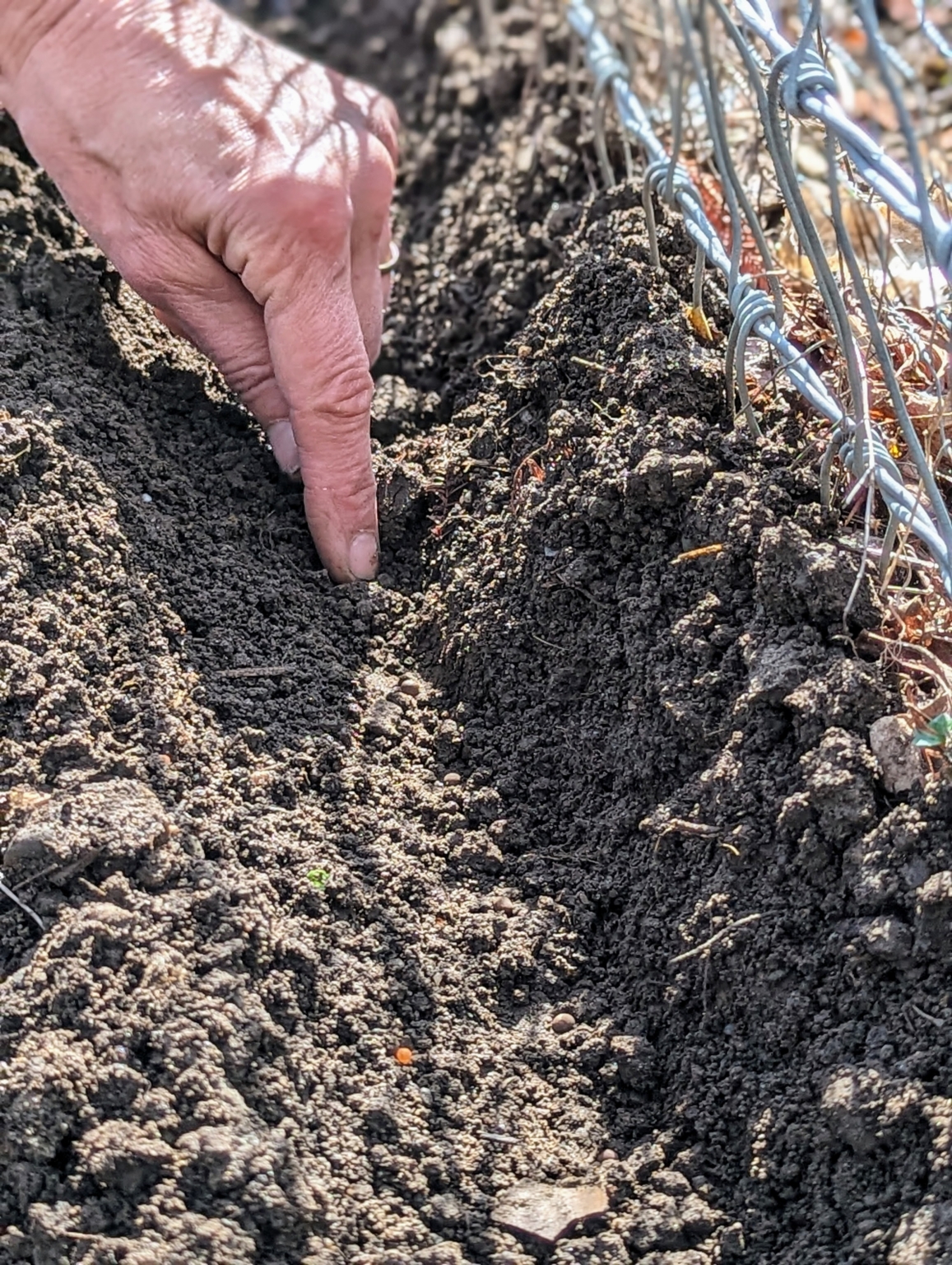 Planting Sweet Peas at My Farm - The Martha Stewart Blog