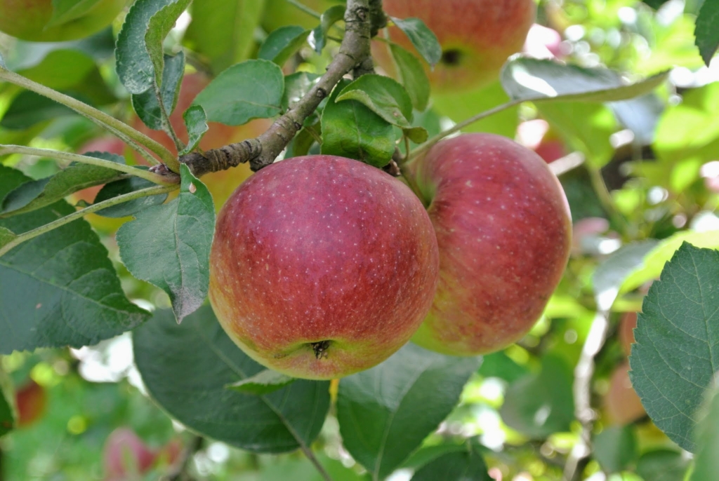 Pruning Apple Trees - The Martha Stewart Blog