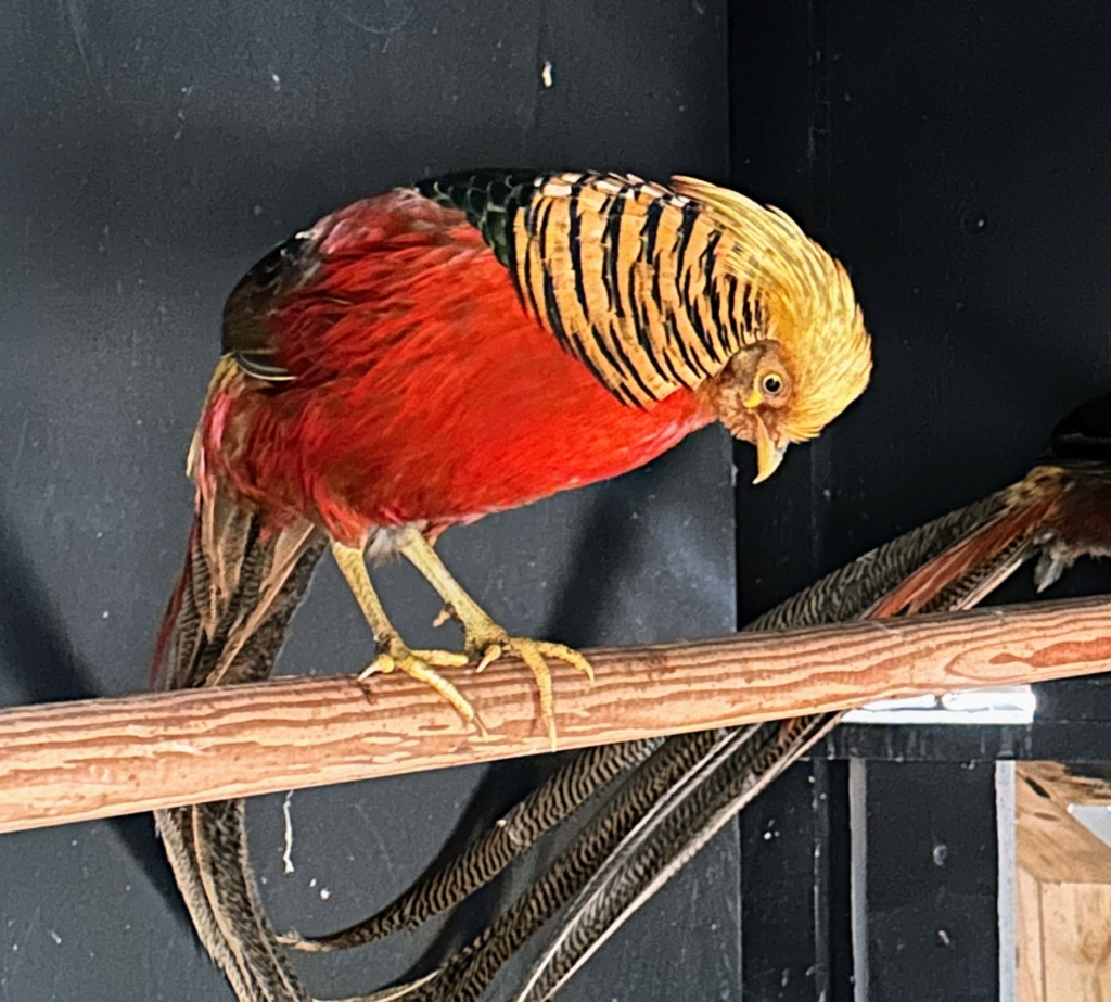 Checking on My Trio of Pheasants - The Martha Stewart Blog