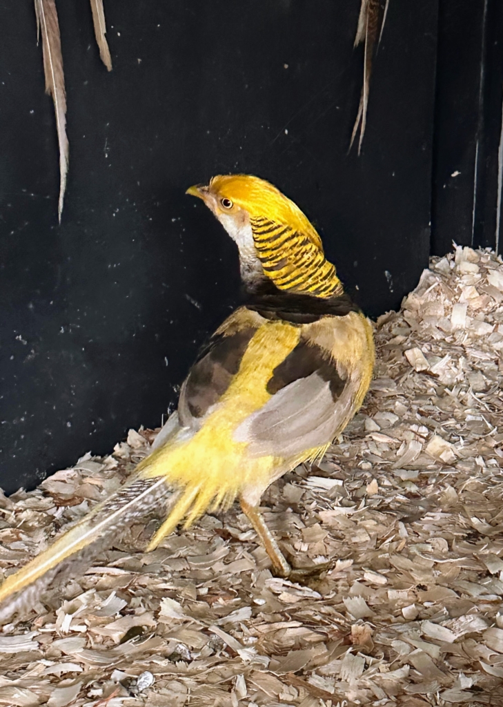 The Martha Stewart Blog : Blog Archive Checking on My Trio of Pheasants ...