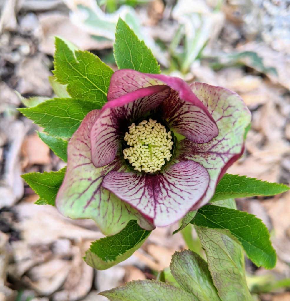 Blooming Hellebores - The Martha Stewart Blog