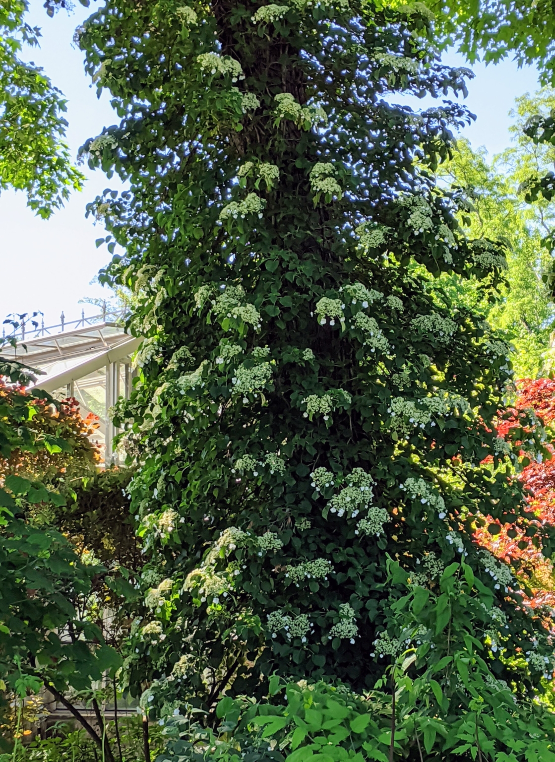 Rooting Climbing Hydrangeas - The Martha Stewart Blog