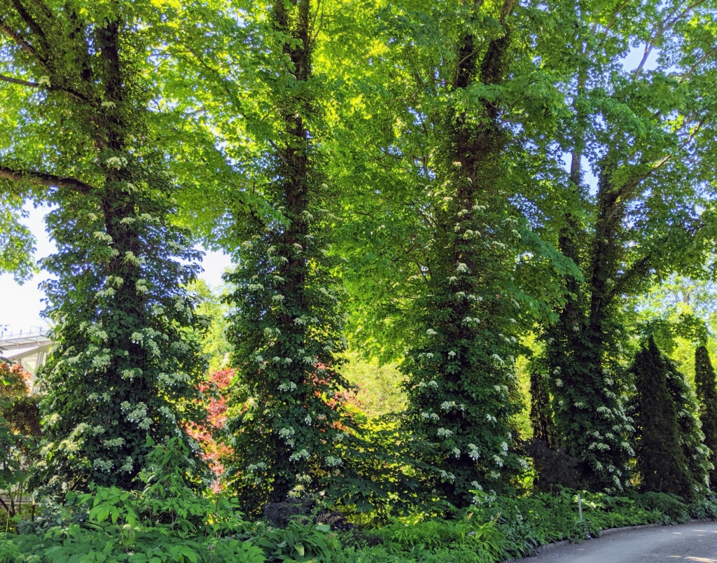 Rooting Climbing Hydrangeas - The Martha Stewart Blog