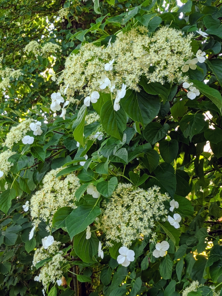 Rooting Climbing Hydrangeas - The Martha Stewart Blog