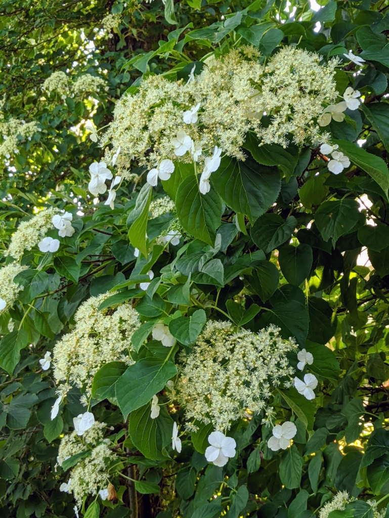 Rooting Climbing Hydrangeas - The Martha Stewart Blog