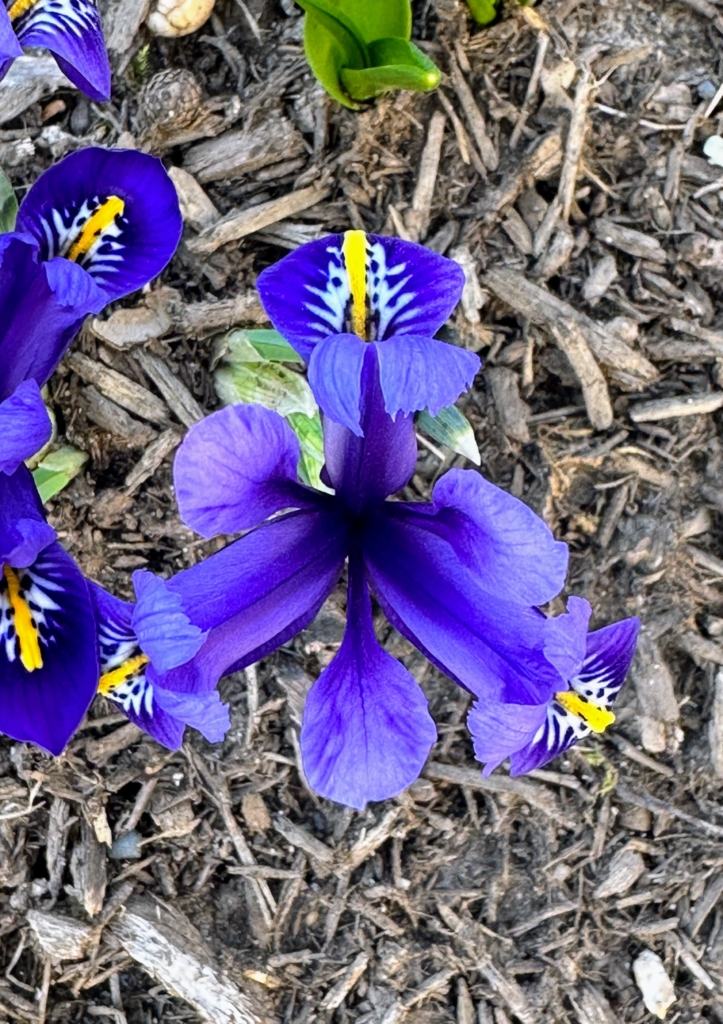 Spring Emergence 2024 - The Martha Stewart Blog