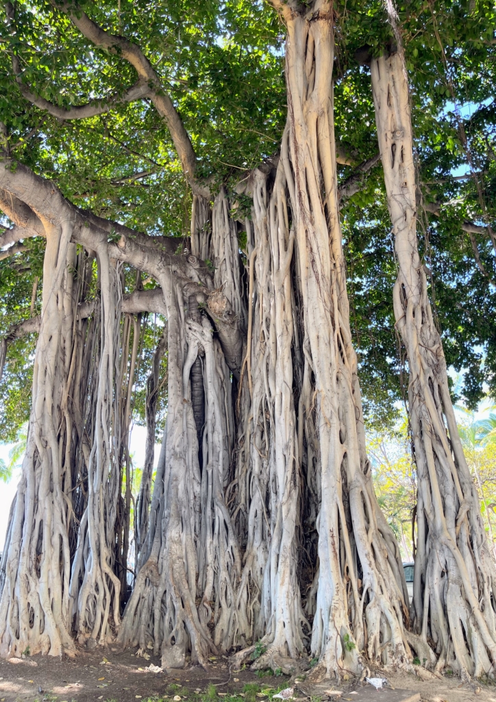 Photos of Hawaii from Chhiring Sherpa - The Martha Stewart Blog