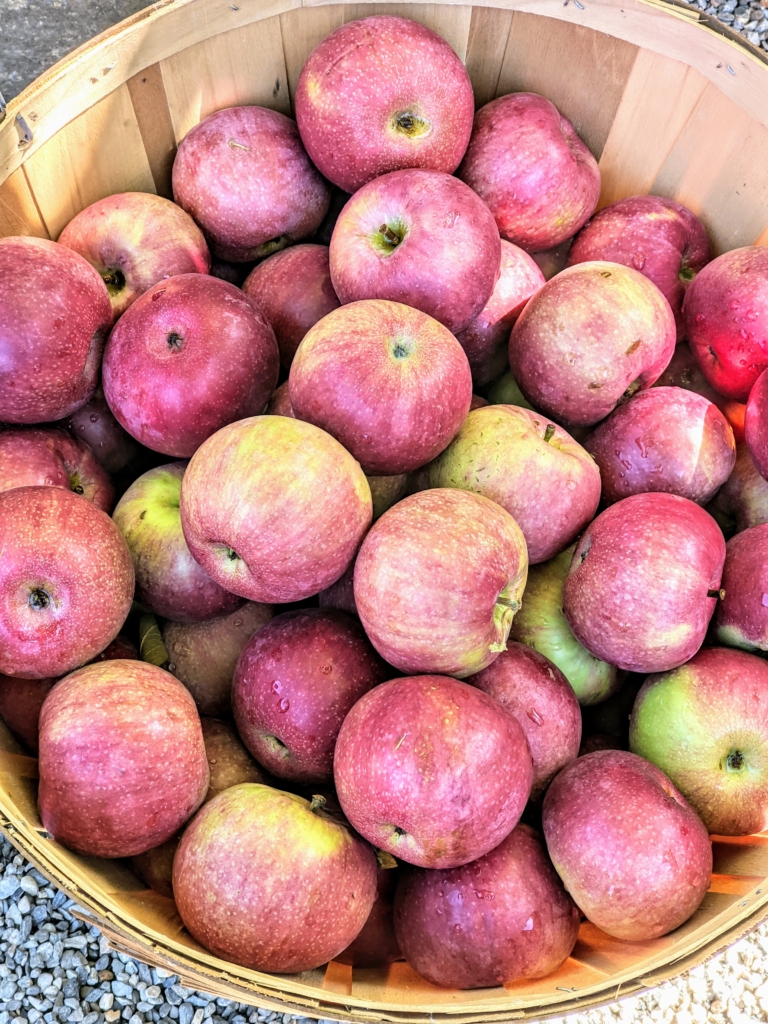 Pruning Apple Trees - The Martha Stewart Blog