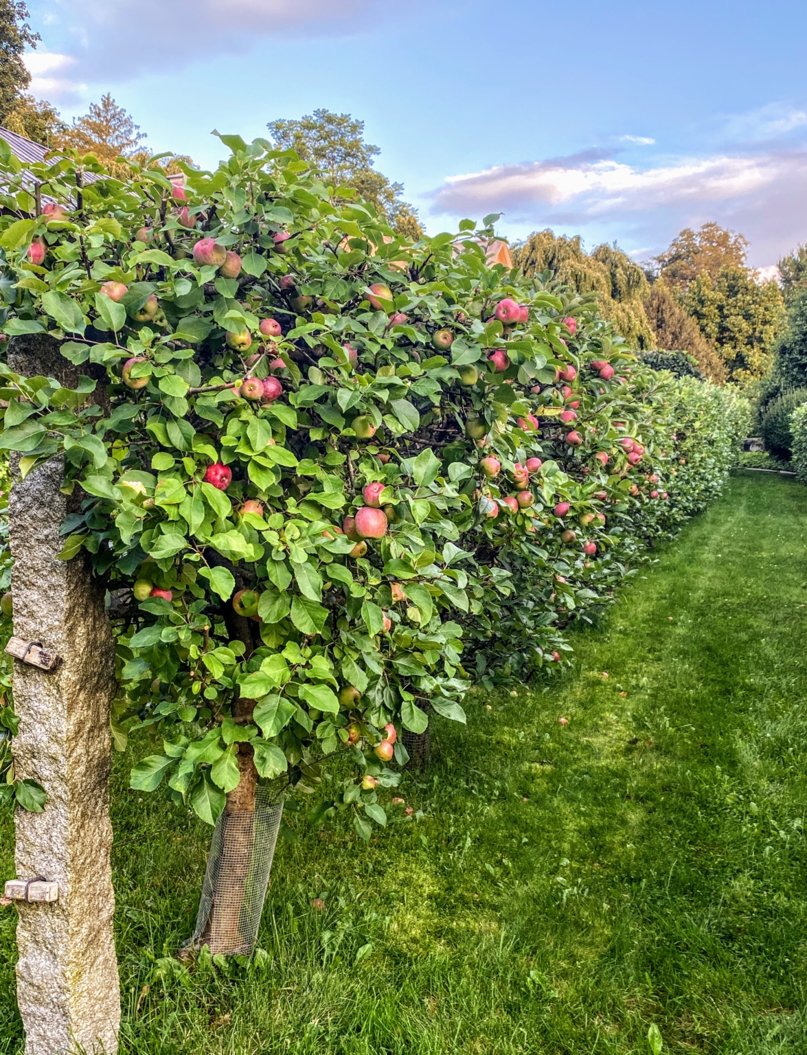 Pruning Apple Trees - The Martha Stewart Blog