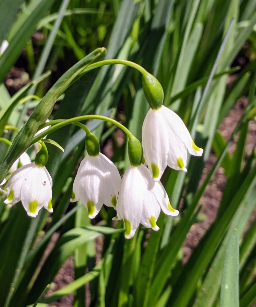 Blooming Galanthus - The Martha Stewart Blog