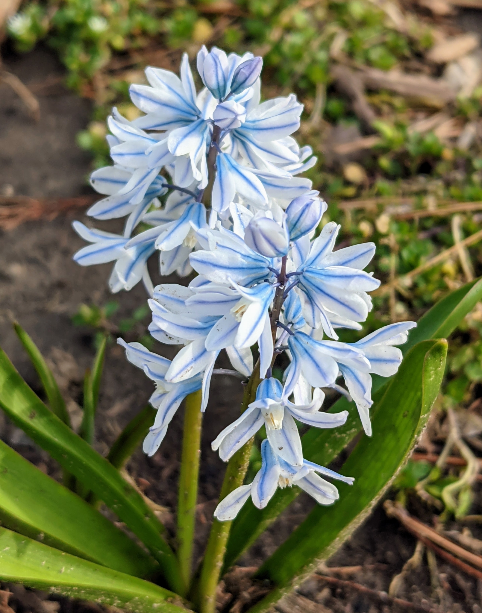 Late March Blooms - The Martha Stewart Blog