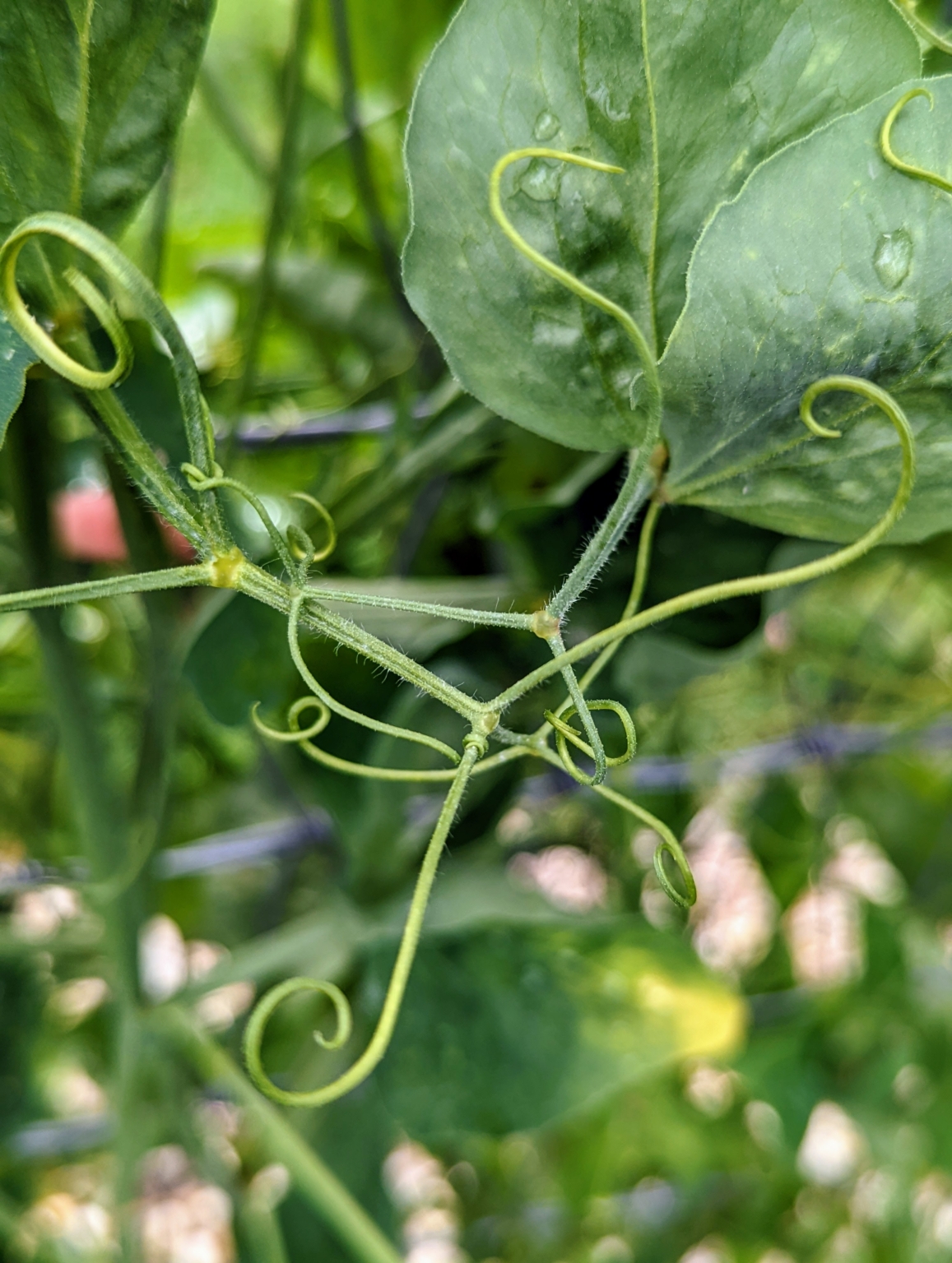 Planting Sweet Peas at My Farm - The Martha Stewart Blog