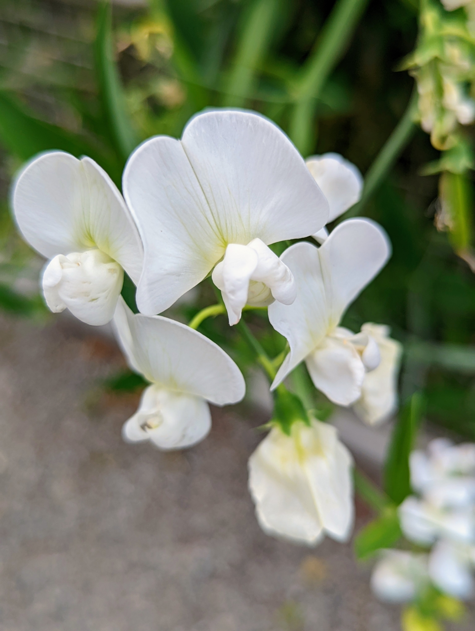 Planting Sweet Peas at My Farm - The Martha Stewart Blog