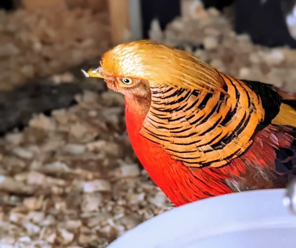 The Martha Stewart Blog : Blog Archive Checking on My Trio of Pheasants ...