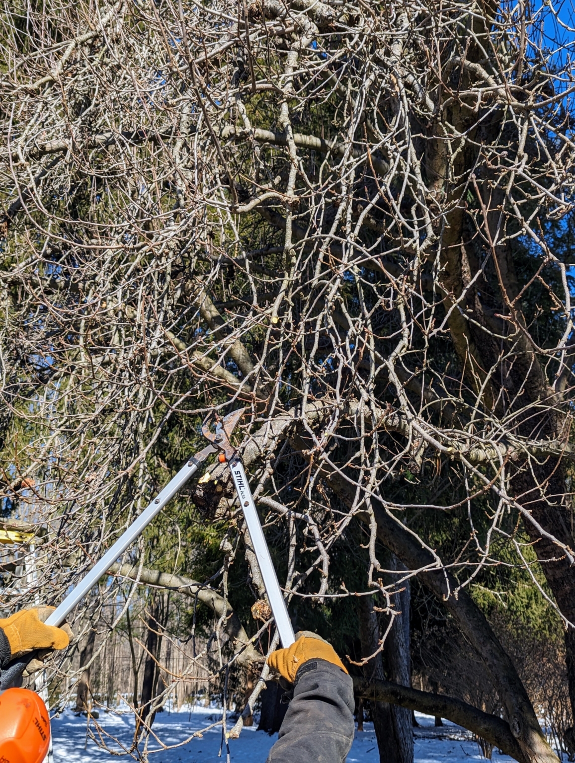 Pruning Apple Trees - The Martha Stewart Blog