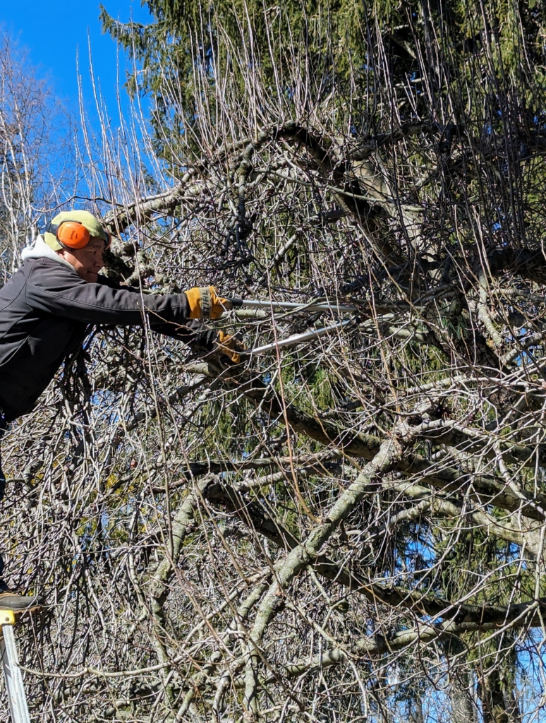 Pruning Apple Trees - The Martha Stewart Blog