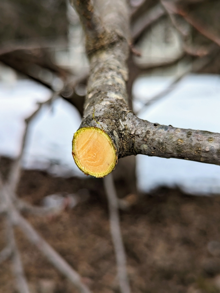 Pruning Apple Trees - The Martha Stewart Blog