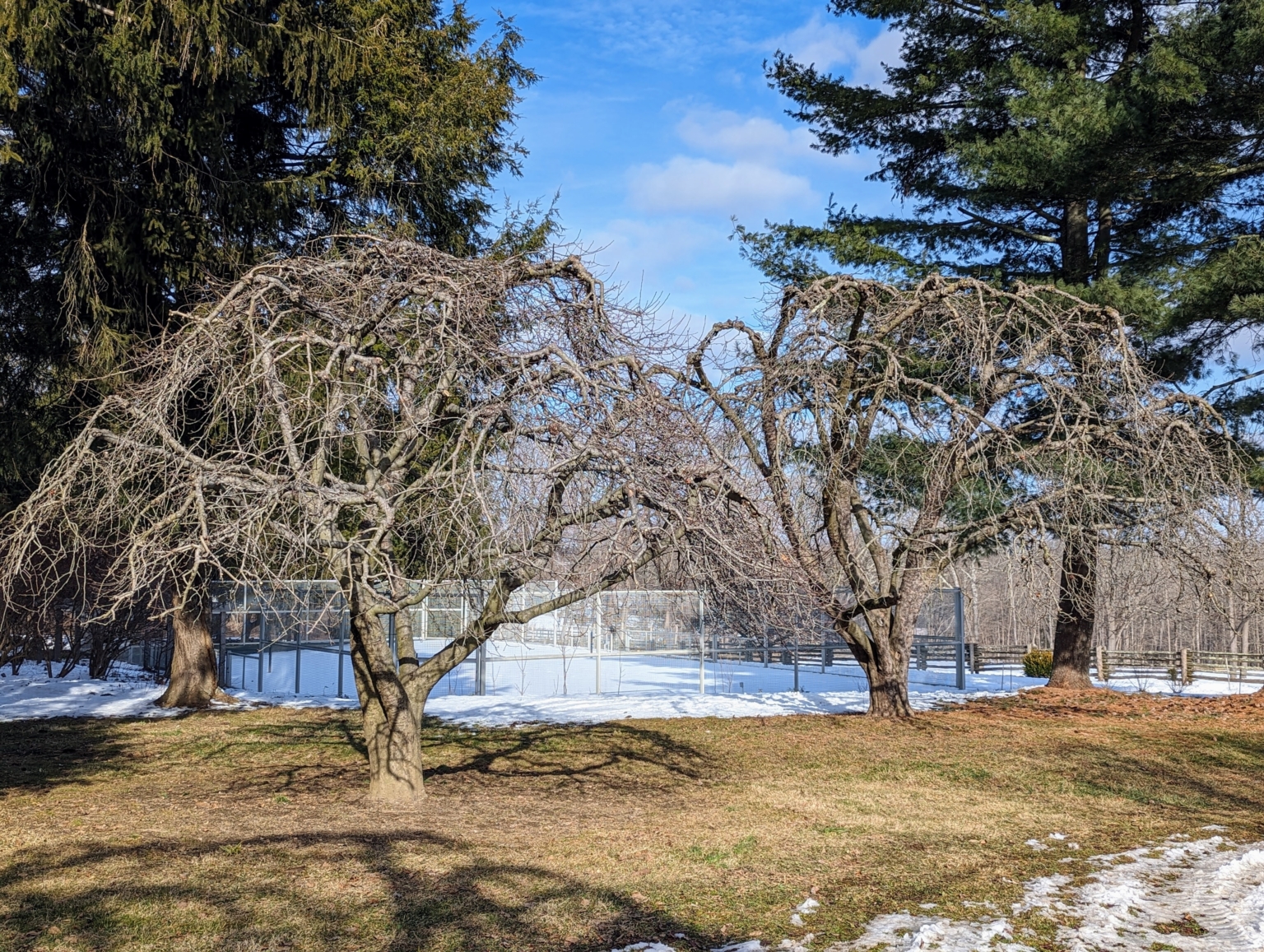 Pruning Apple Trees - The Martha Stewart Blog