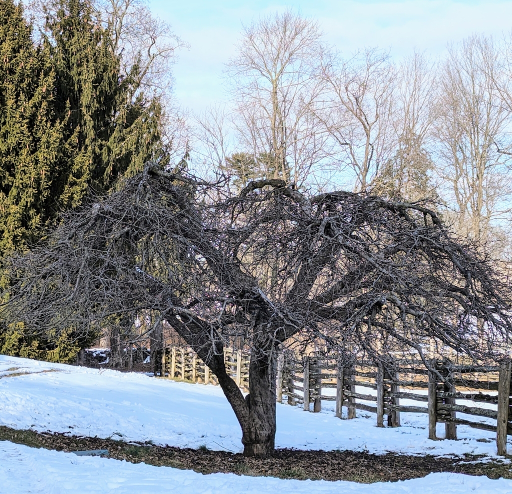 Pruning Apple Trees - The Martha Stewart Blog