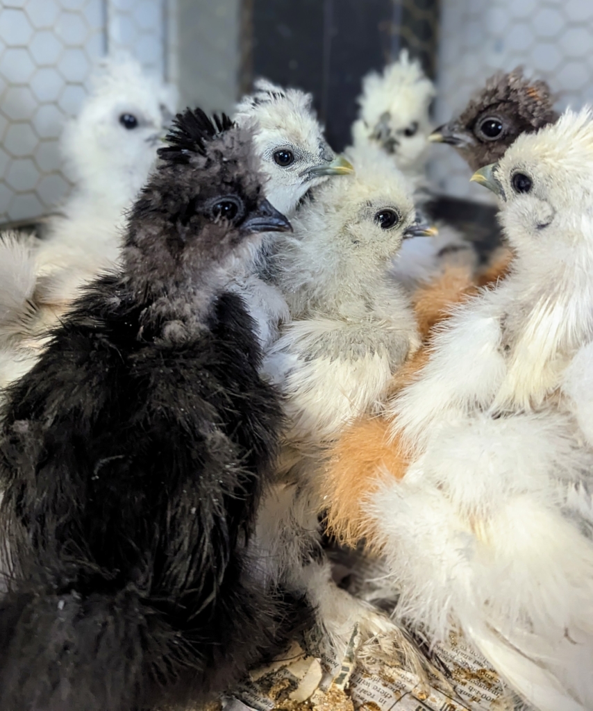 The Growing Chicks at My Farm - The Martha Stewart Blog