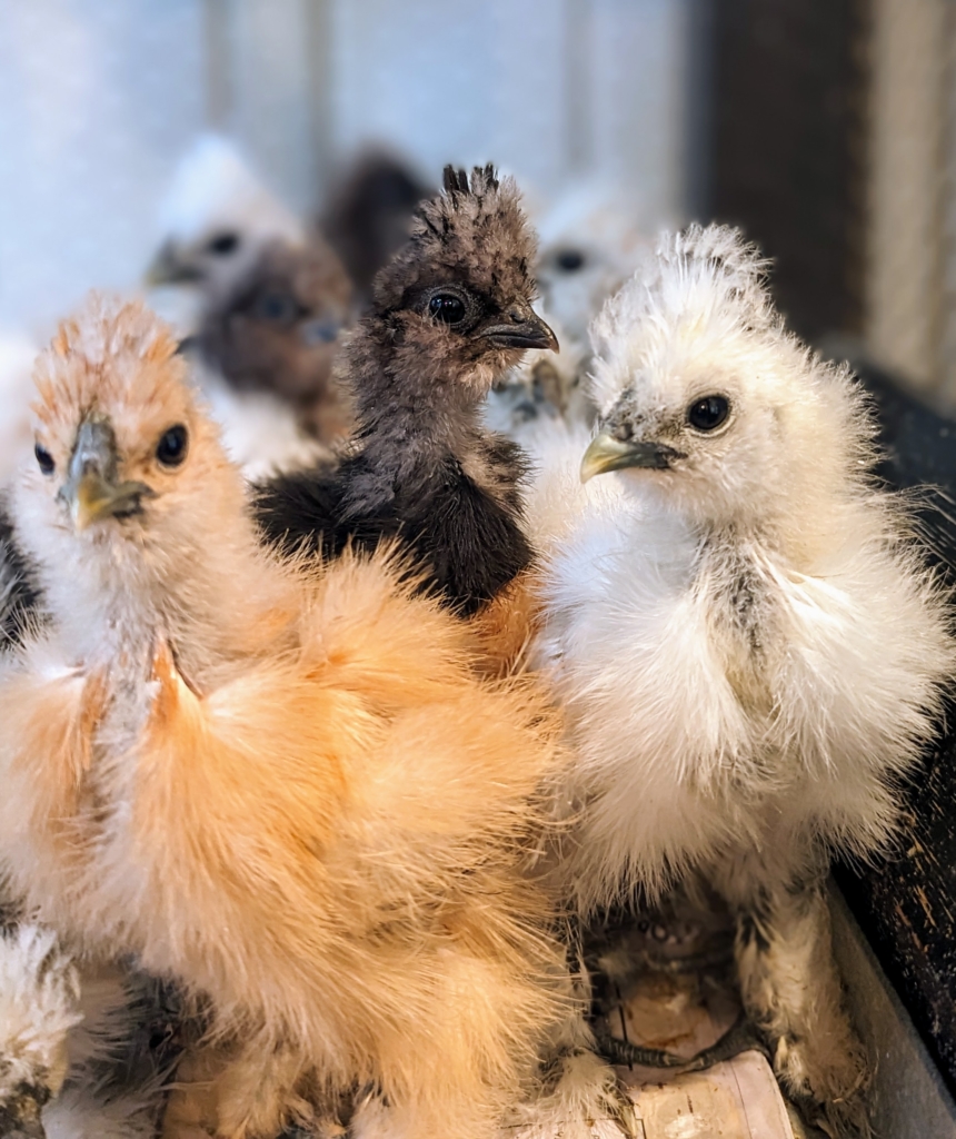 The Growing Chicks at My Farm - The Martha Stewart Blog