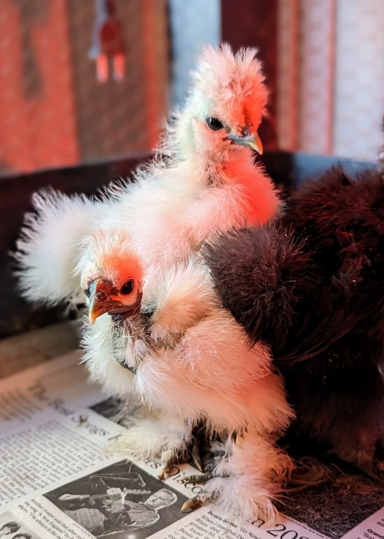 The Growing Chicks at My Farm - The Martha Stewart Blog