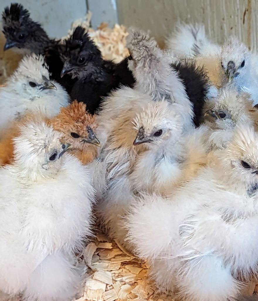 The Growing Chicks at My Farm - The Martha Stewart Blog