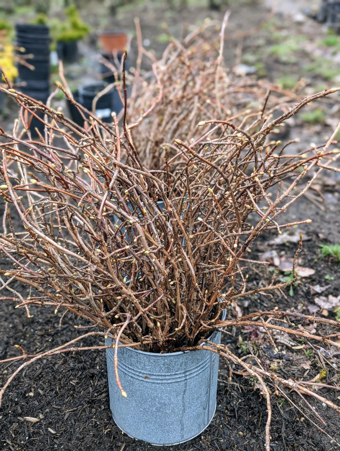 Rooting Climbing Hydrangeas - The Martha Stewart Blog