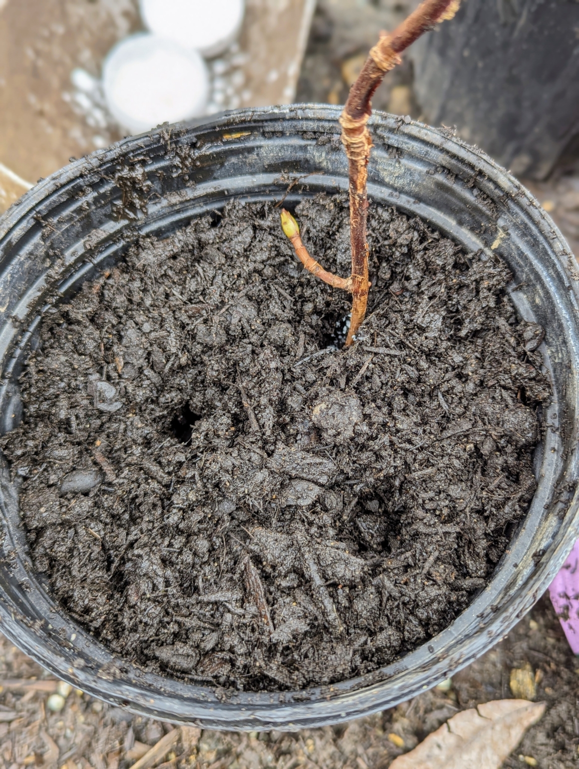 The Martha Stewart Blog : Blog Archive Rooting Climbing Hydrangeas ...