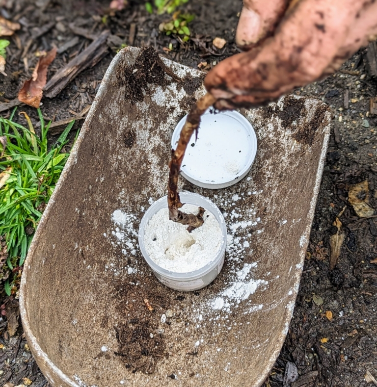 The Martha Stewart Blog : Blog Archive Rooting Climbing Hydrangeas ...