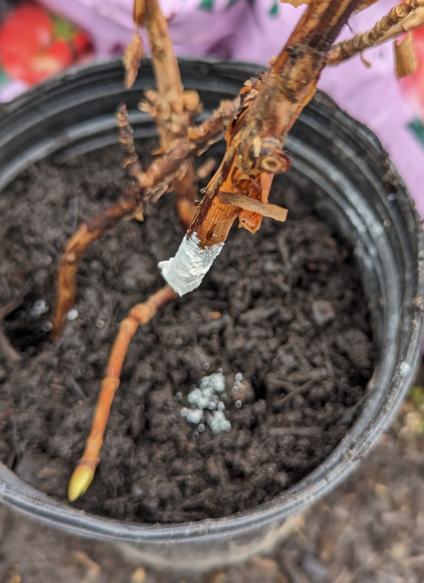 The Martha Stewart Blog : Blog Archive Rooting Climbing Hydrangeas ...