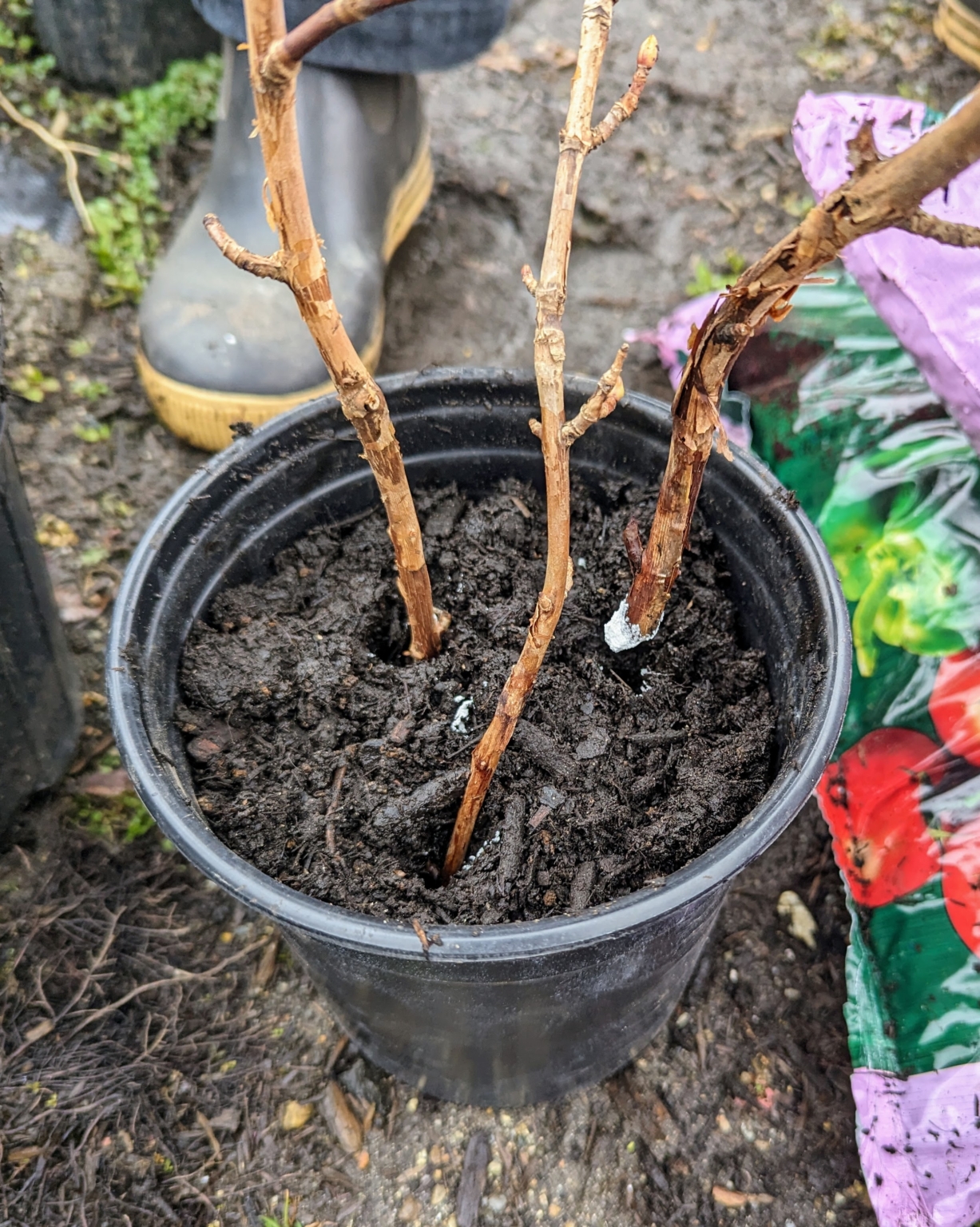 The Martha Stewart Blog : Blog Archive Rooting Climbing Hydrangeas ...