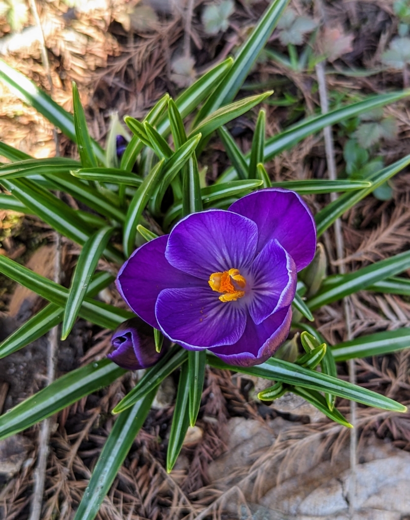 Spring Emergence 2024 - The Martha Stewart Blog