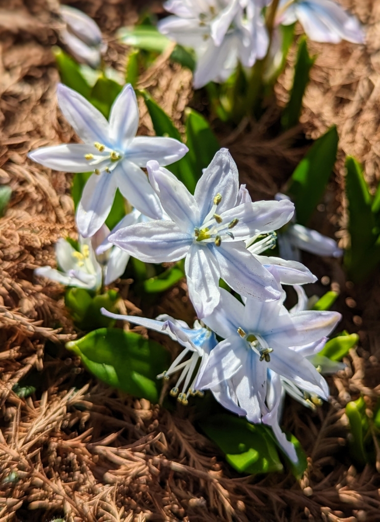 Spring Emergence 2024 - The Martha Stewart Blog