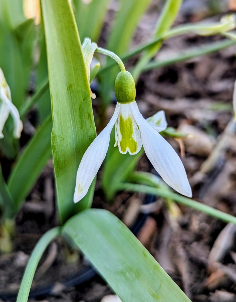 Blooming Galanthus - The Martha Stewart Blog