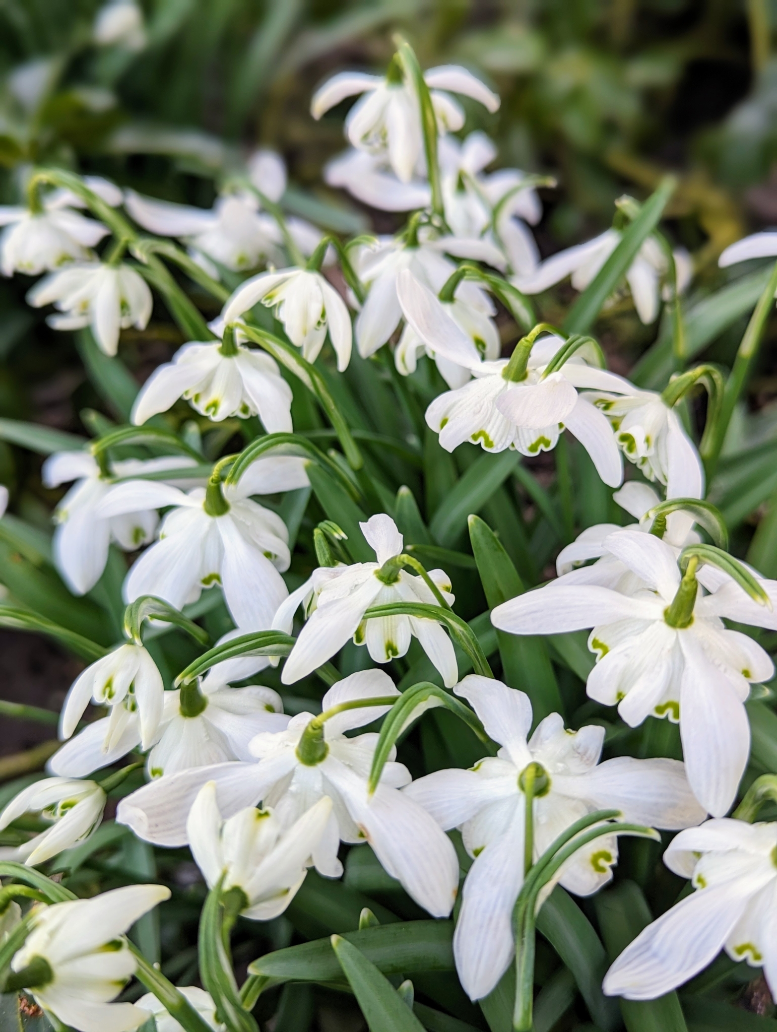 Blooming Galanthus - The Martha Stewart Blog